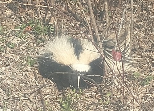 Skunks - AAAC Wildlife Removal of Austin & Central Texas